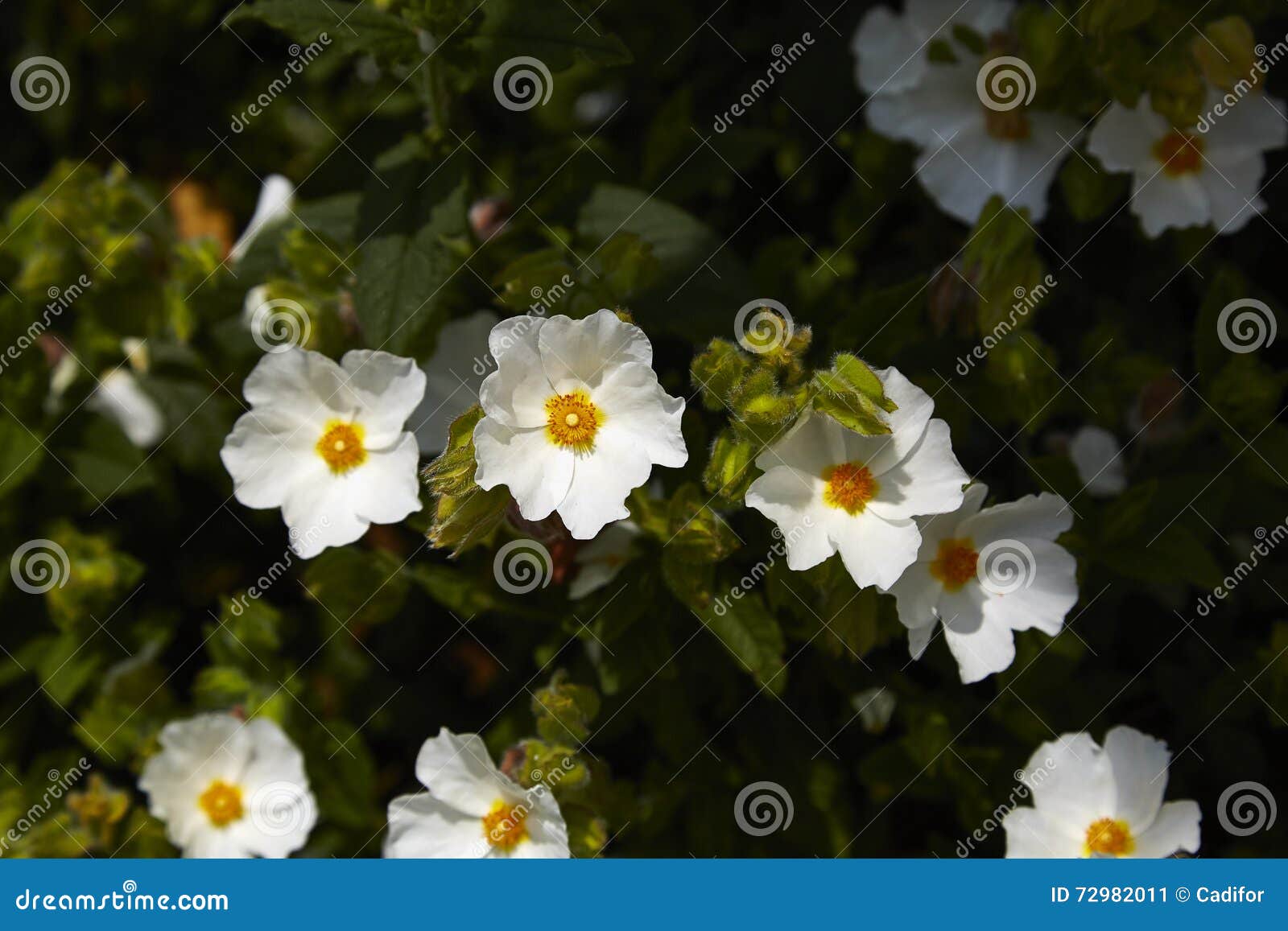 Cistus stock image. Image of aromatic, laxus, flora, yellow - 72982011