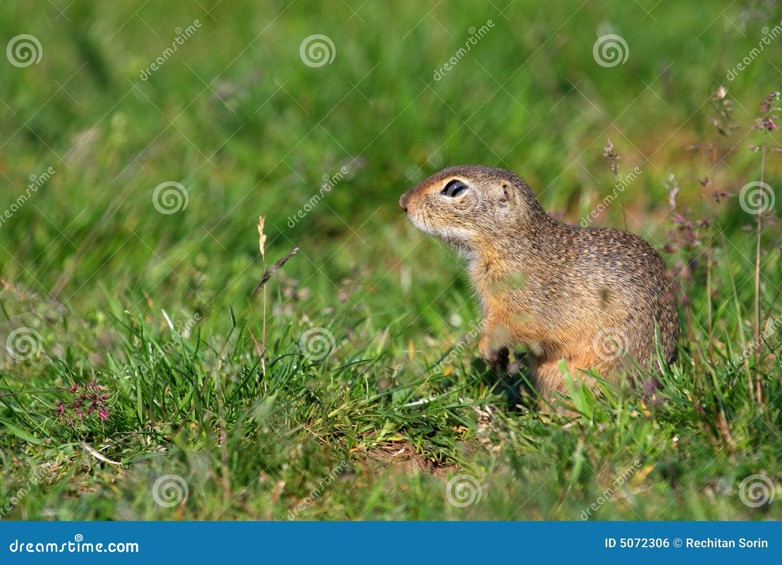 Citellus Citellus stock photo. Image of wildlife, farm - 5072306