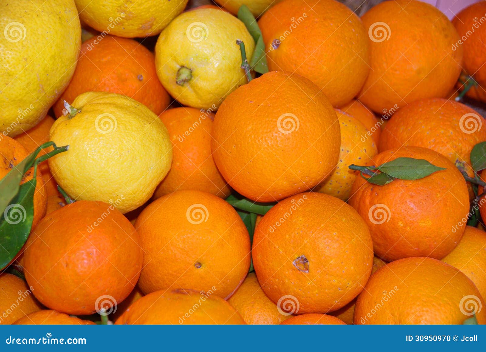 Citrics stock photo. Image of lifestyle, leaf, green - 30950970