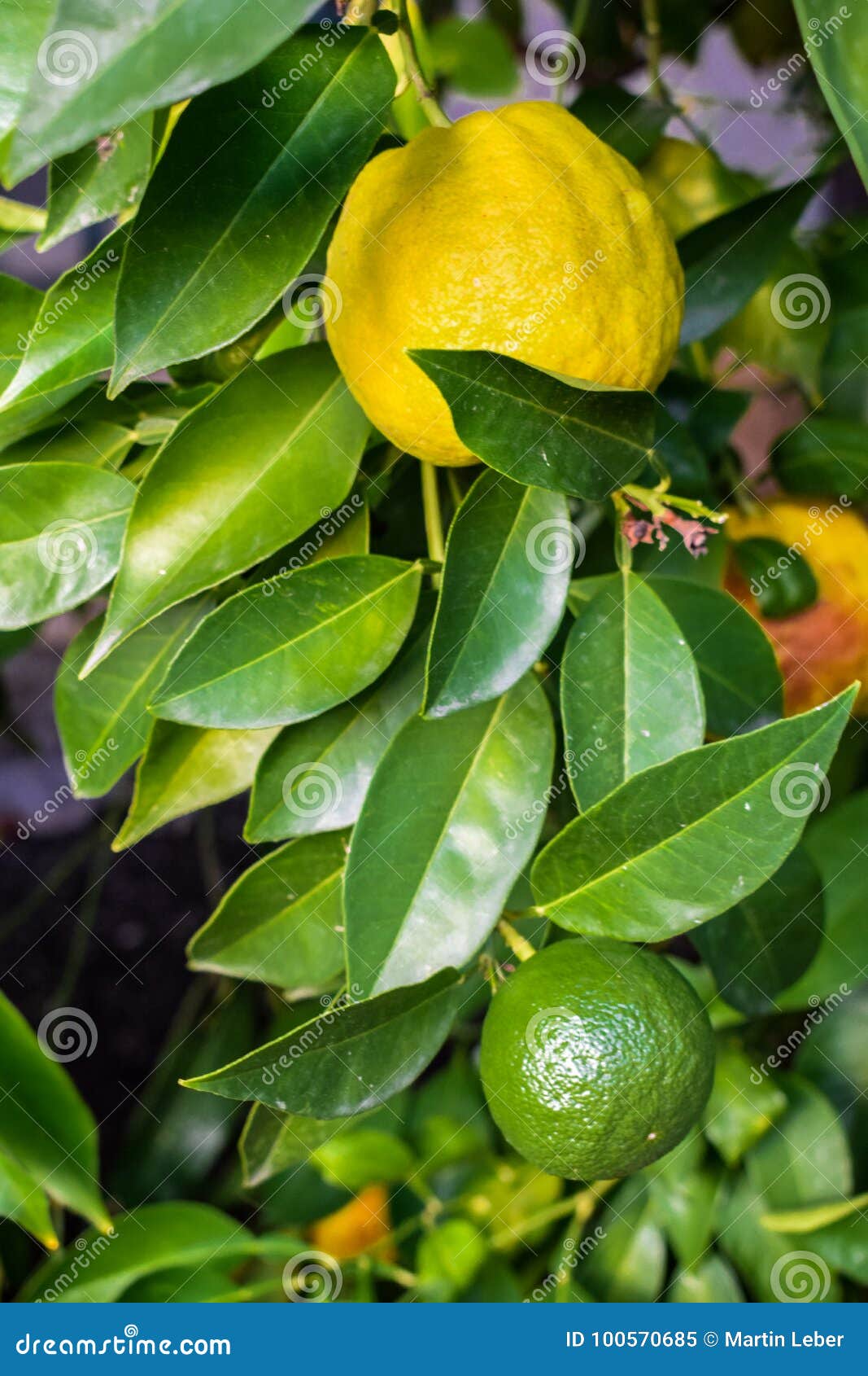 Citroenen stock afbeelding. Image of vruchten, gezondheid - 100570685