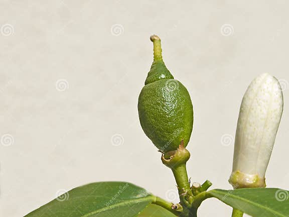 Citron stock image. Image of tree, sour, fruit, blossom - 14596239