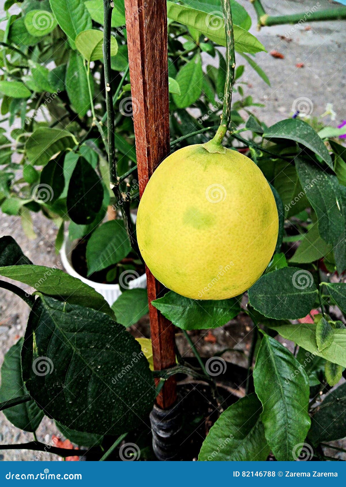 Citron arkivfoto. Bild av grön, citron, växt, bostonian - 82146788