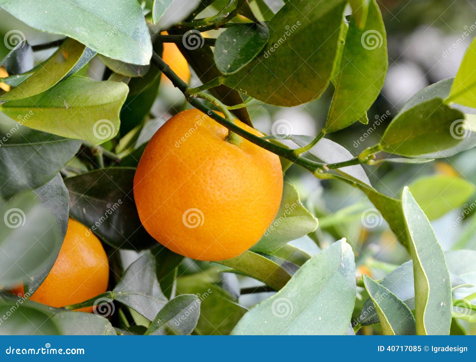 Citron stock image. Image of skin, fruit, tree, hang - 40717085