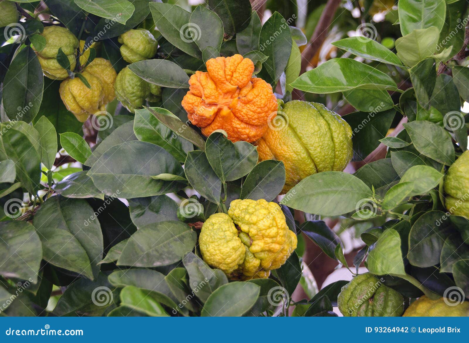 Citron Buddhas hand stock photo. Image of hand, lemons - 93264942