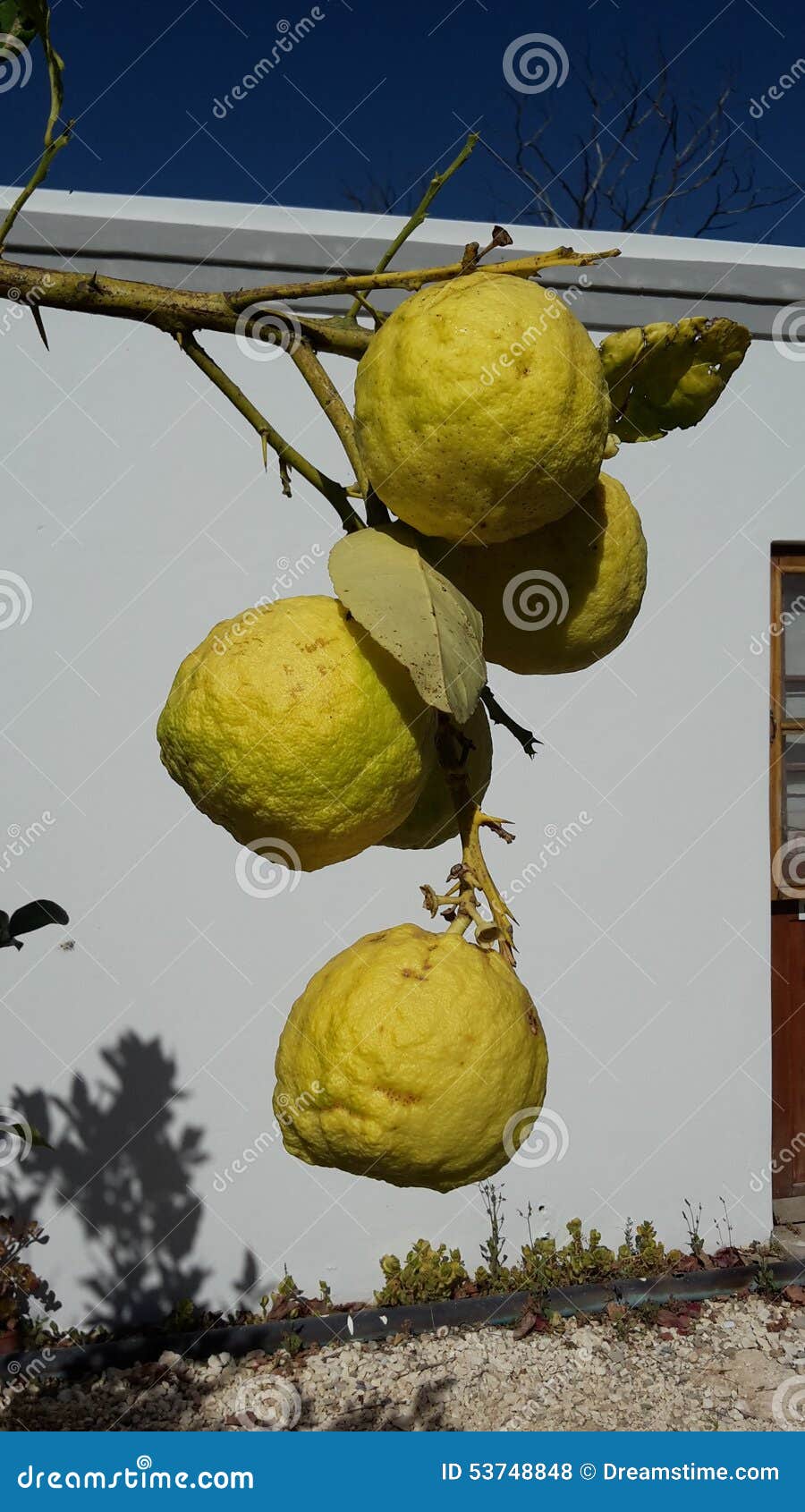 Citron Stock Photography | CartoonDealer.com #53748848
