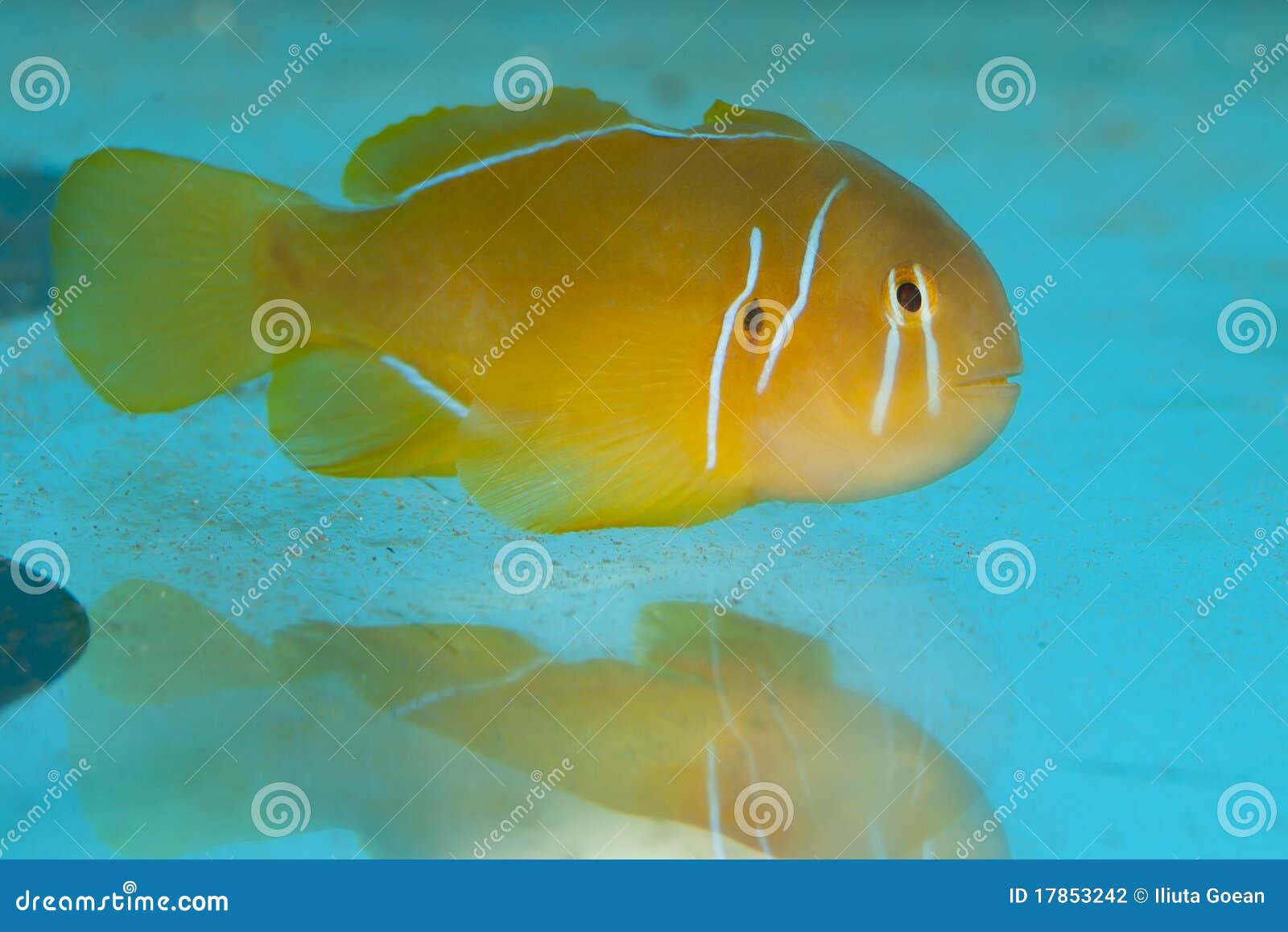 Citron Clown Goby stock photo. Image of reef, gobiodon - 17853242