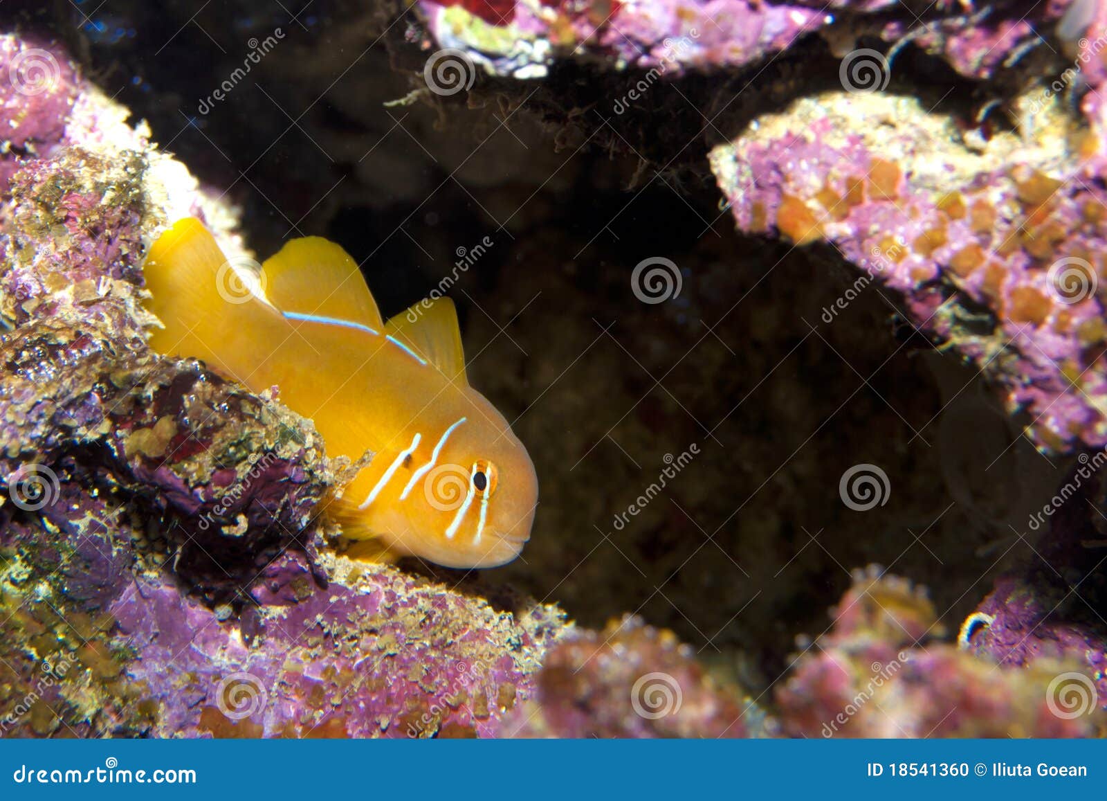 Citron or Clown Goby stock photo. Image of fish, coral - 18541360