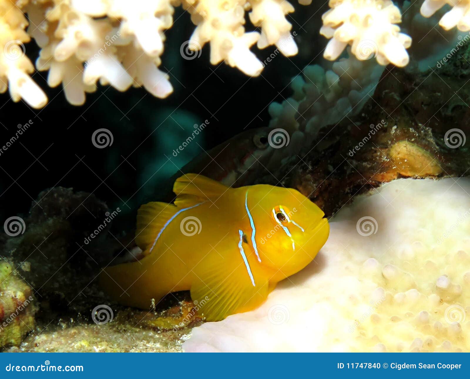 115 Lemon Goby Stock Photos - Free & Royalty-Free Stock Photos from ...