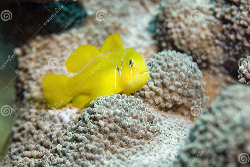Citron coral goby stock photo. Image of black, stingray - 7568966