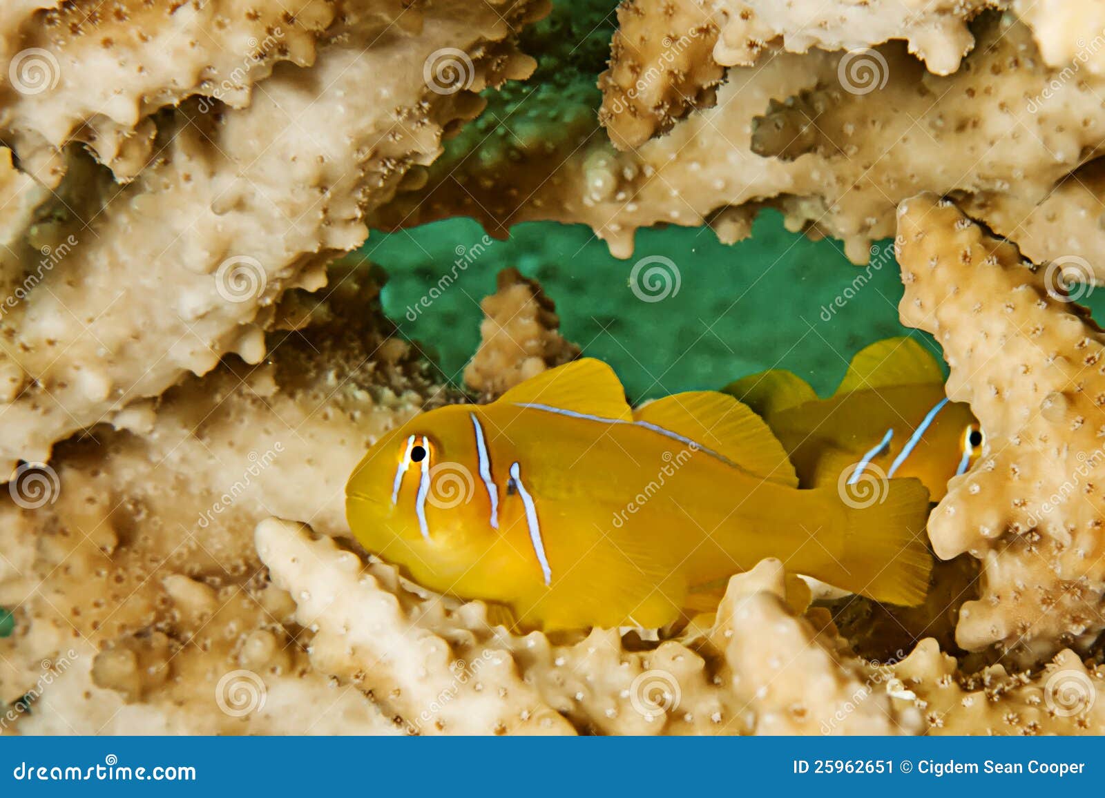 Citron Coral Goby (gobiodon Citrinus) Stock Image - Image of animal ...