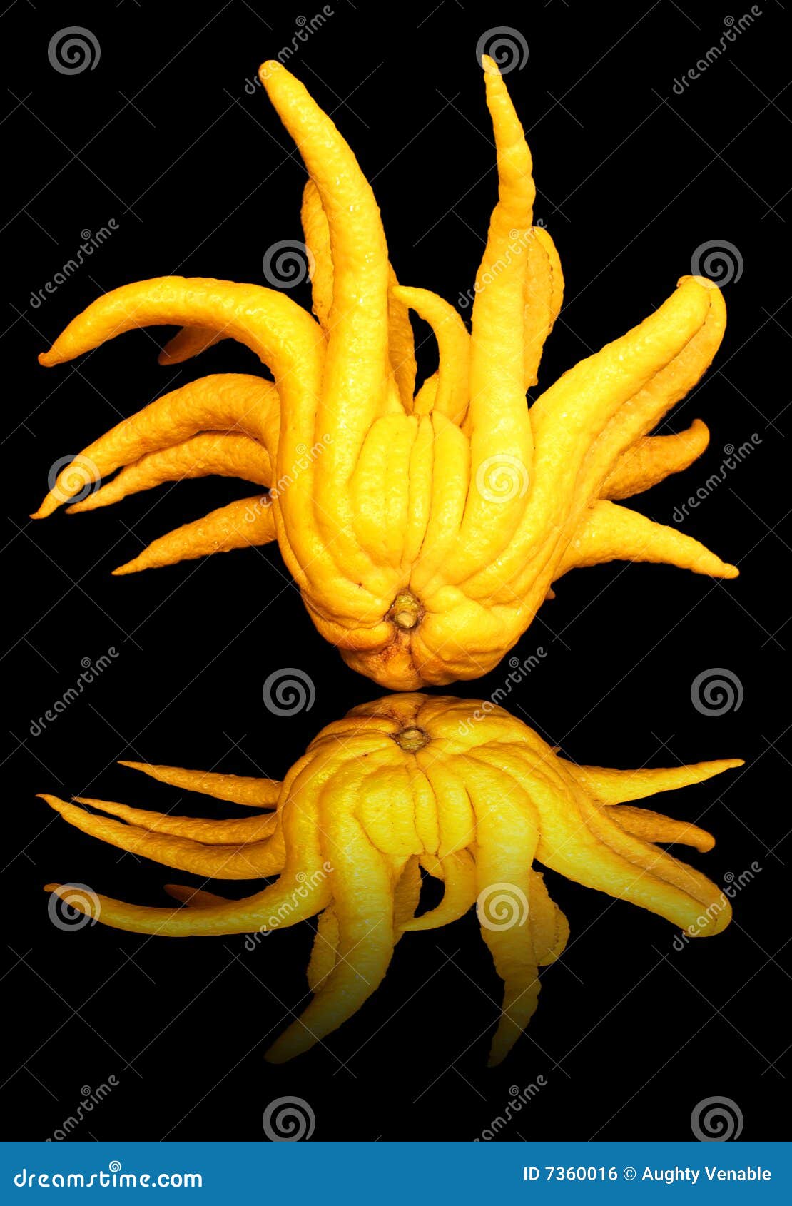 Citron De La Main De Bouddha Photo stock - Image du jaune, cédrat: 7360016