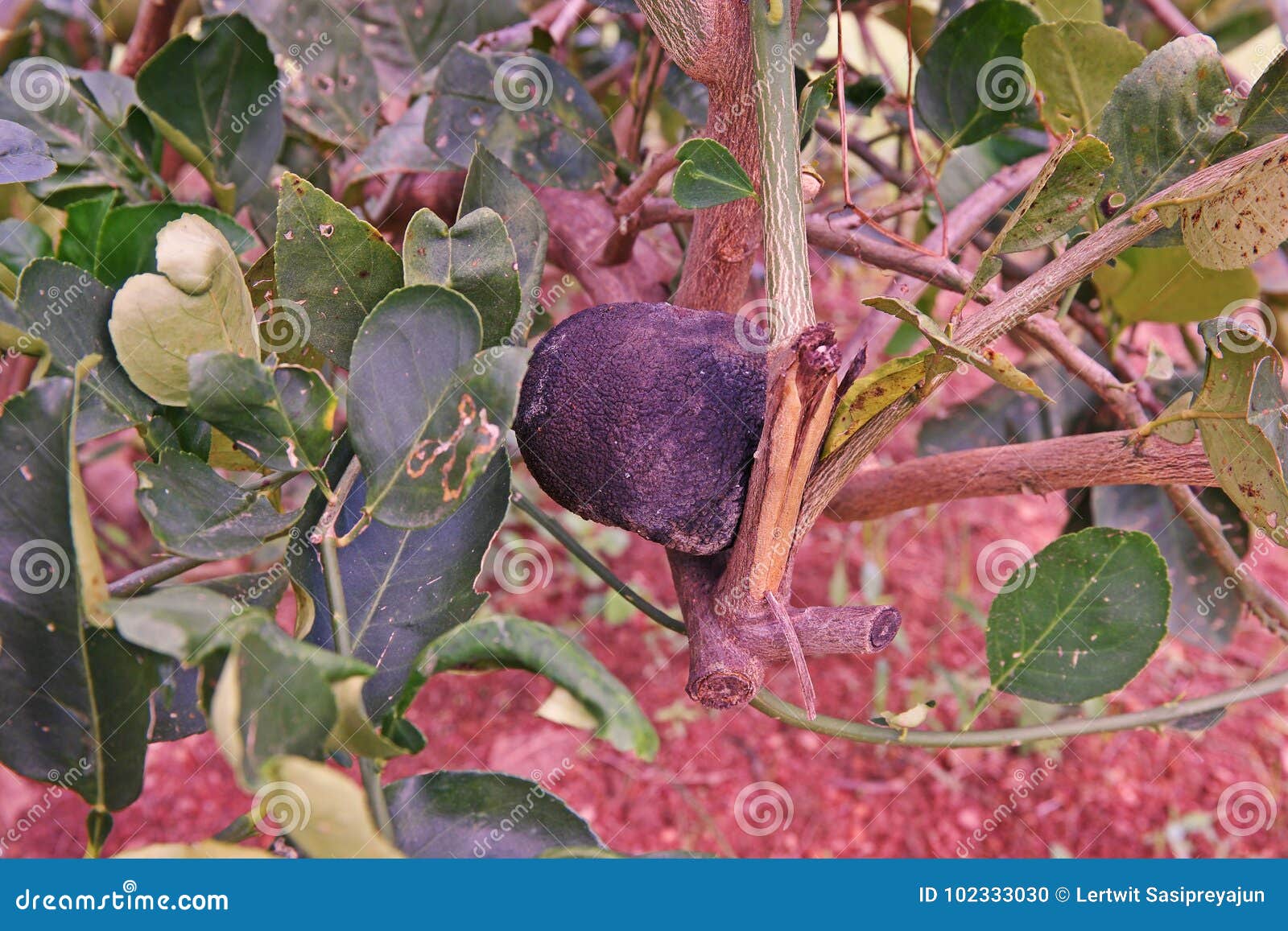 Citron fruit rot in field stock photo. Image of food - 102333030
