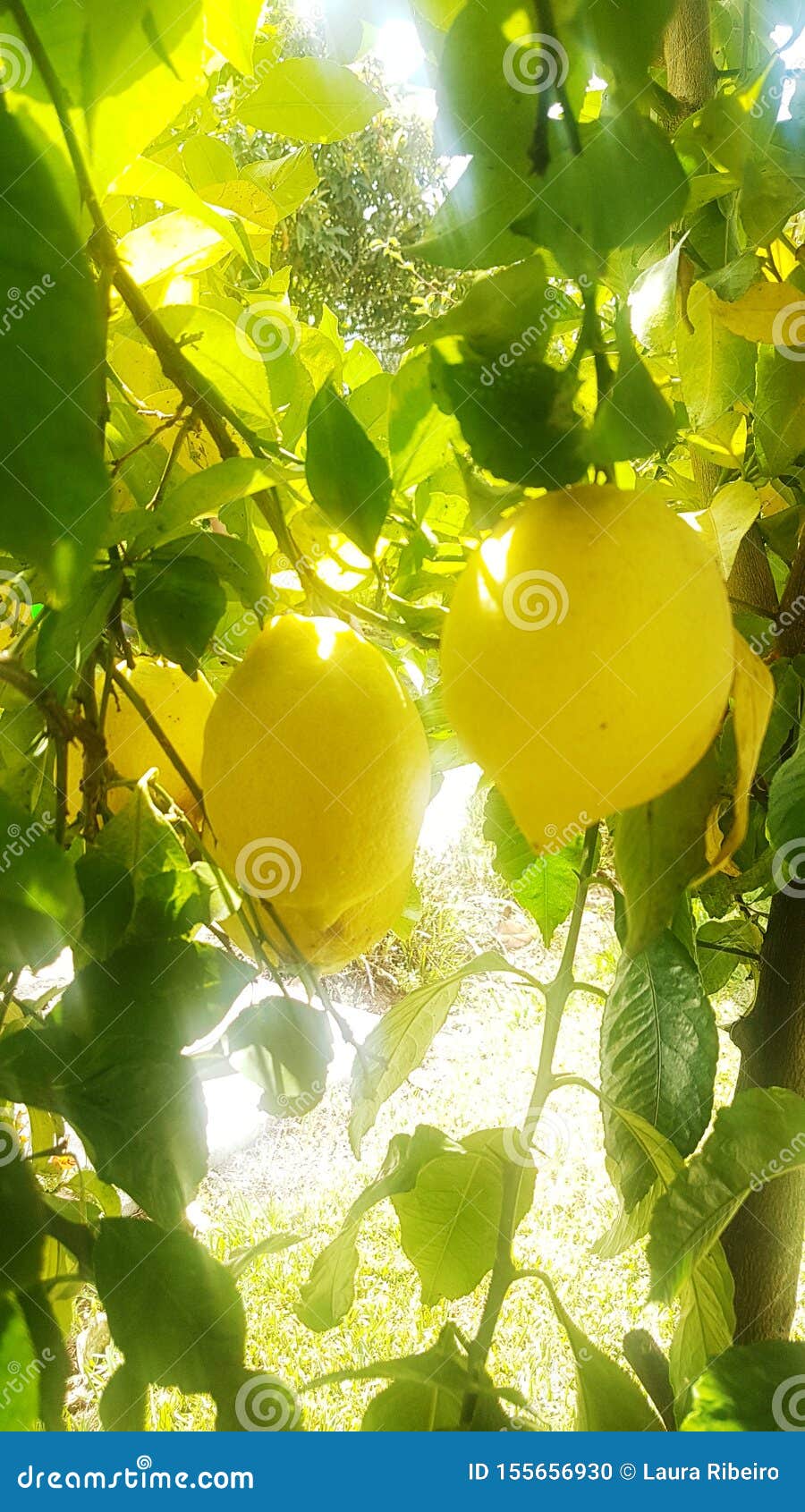 Citron jaune stock photo. Image of lemon, fruit, jaune - 155656930