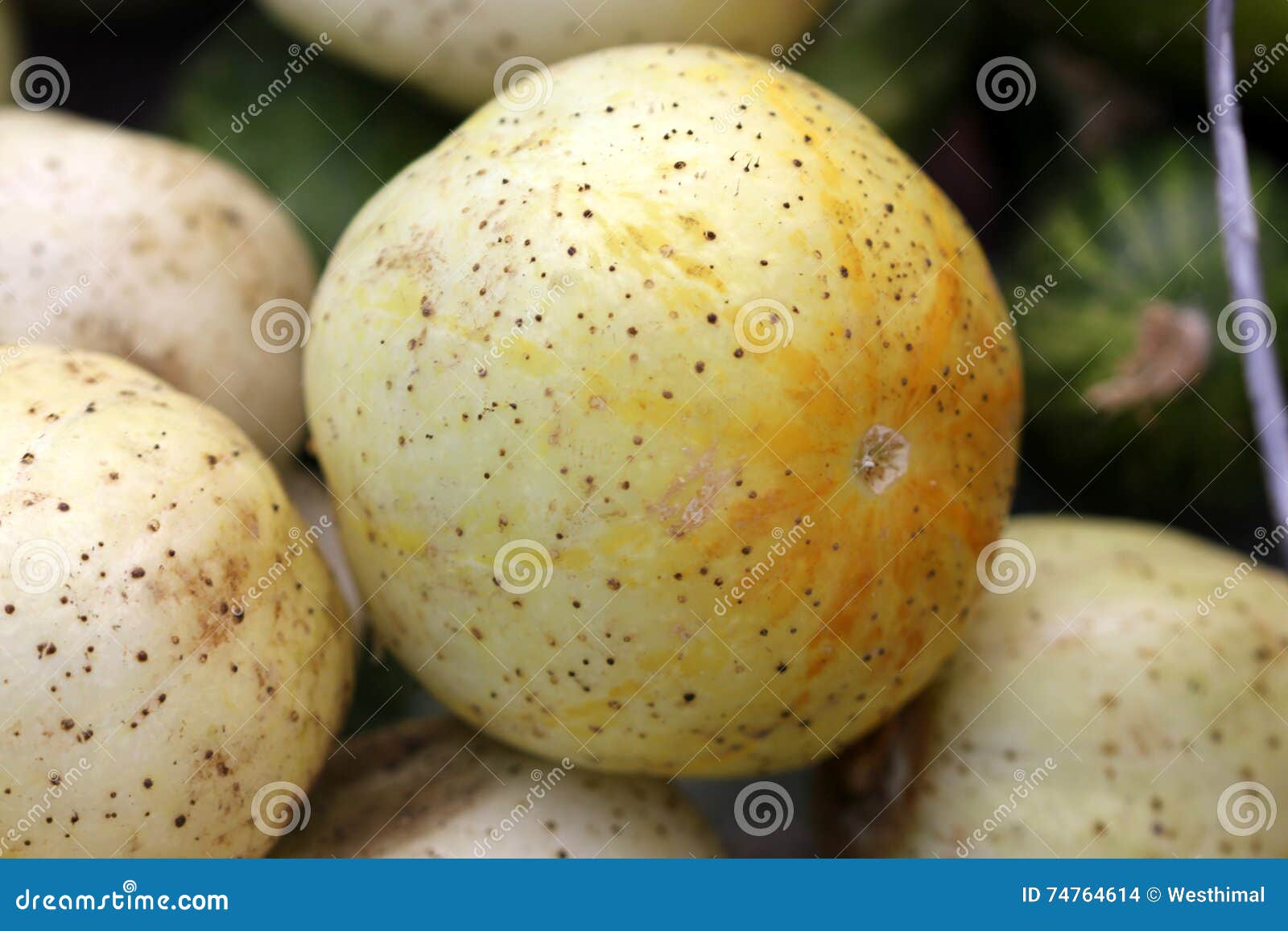 'Citron' Sativus De Cucumis, Concombre De Citron Photo stock - Image du ...