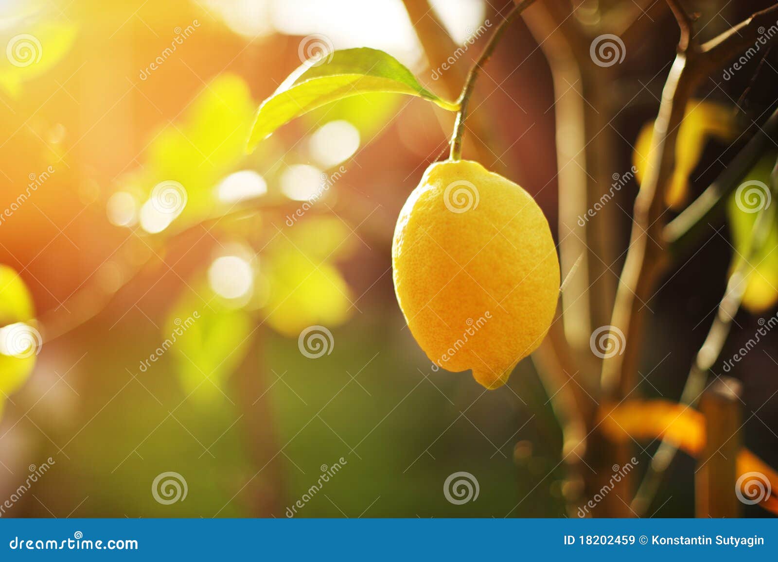 Citron sur l'arbre image stock. Image du nature, organique - 18202459