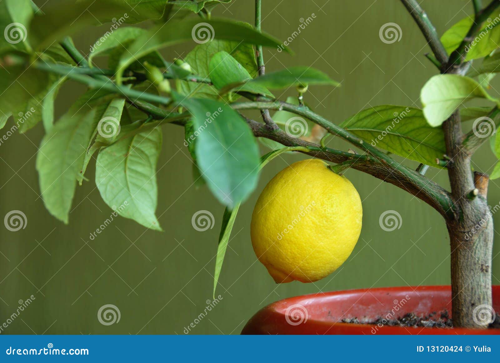 Citron sur le citron-arbre photo stock. Image du lame - 13120424