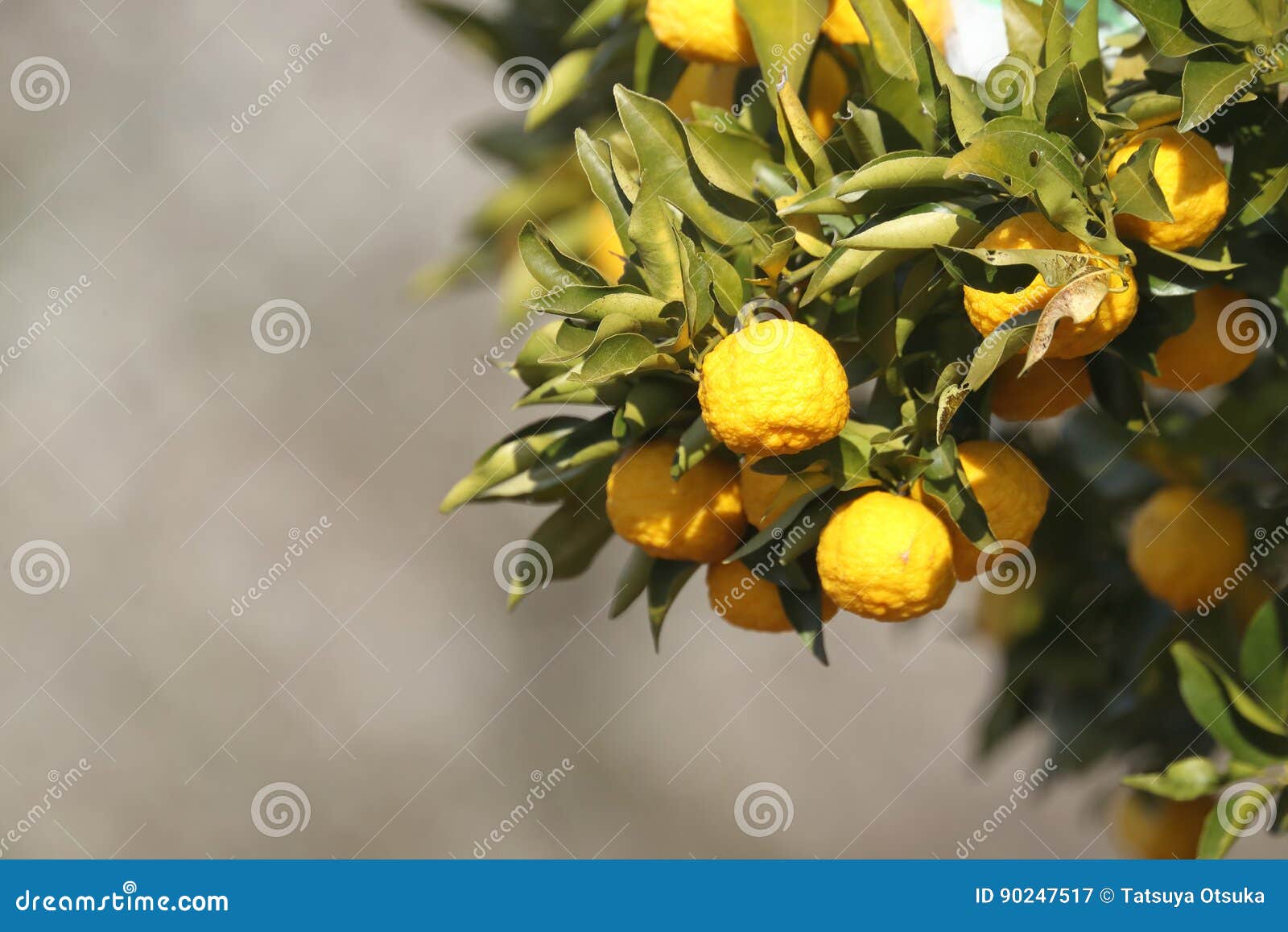 Citron tree stock image. Image of grow, japan, tree, yuzu - 90247517