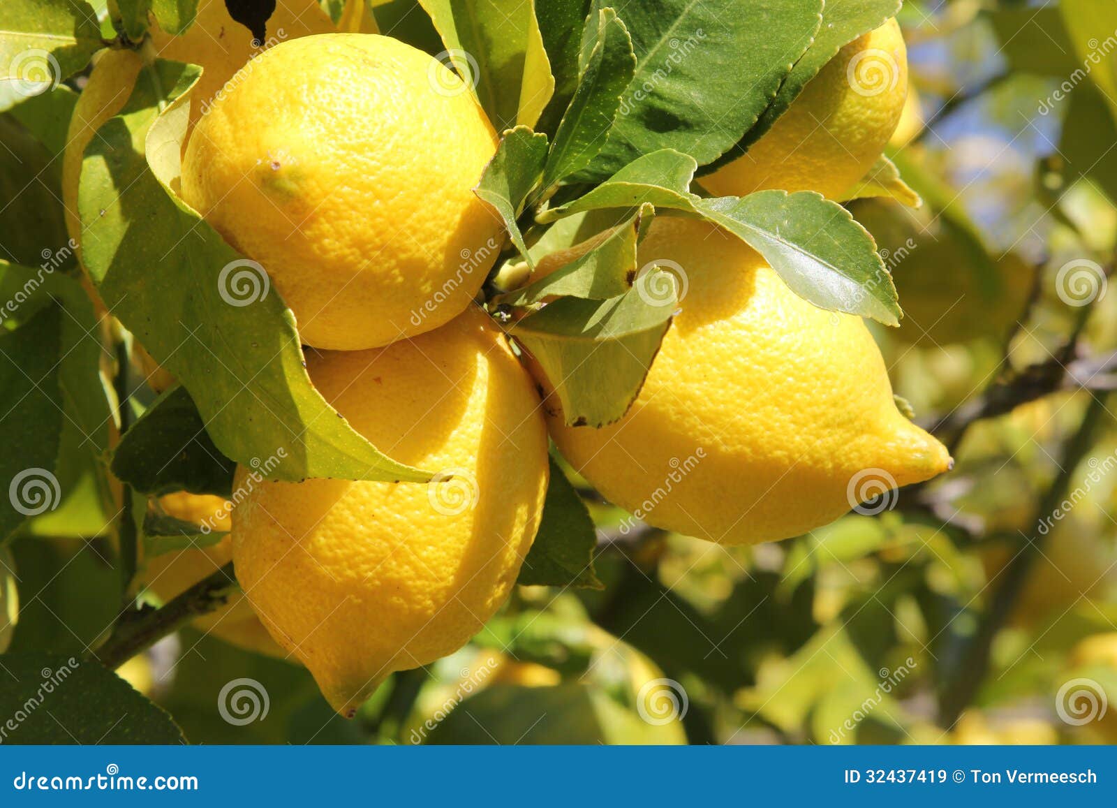 Citroner fotografering för bildbyråer. Bild av riped - 32437419