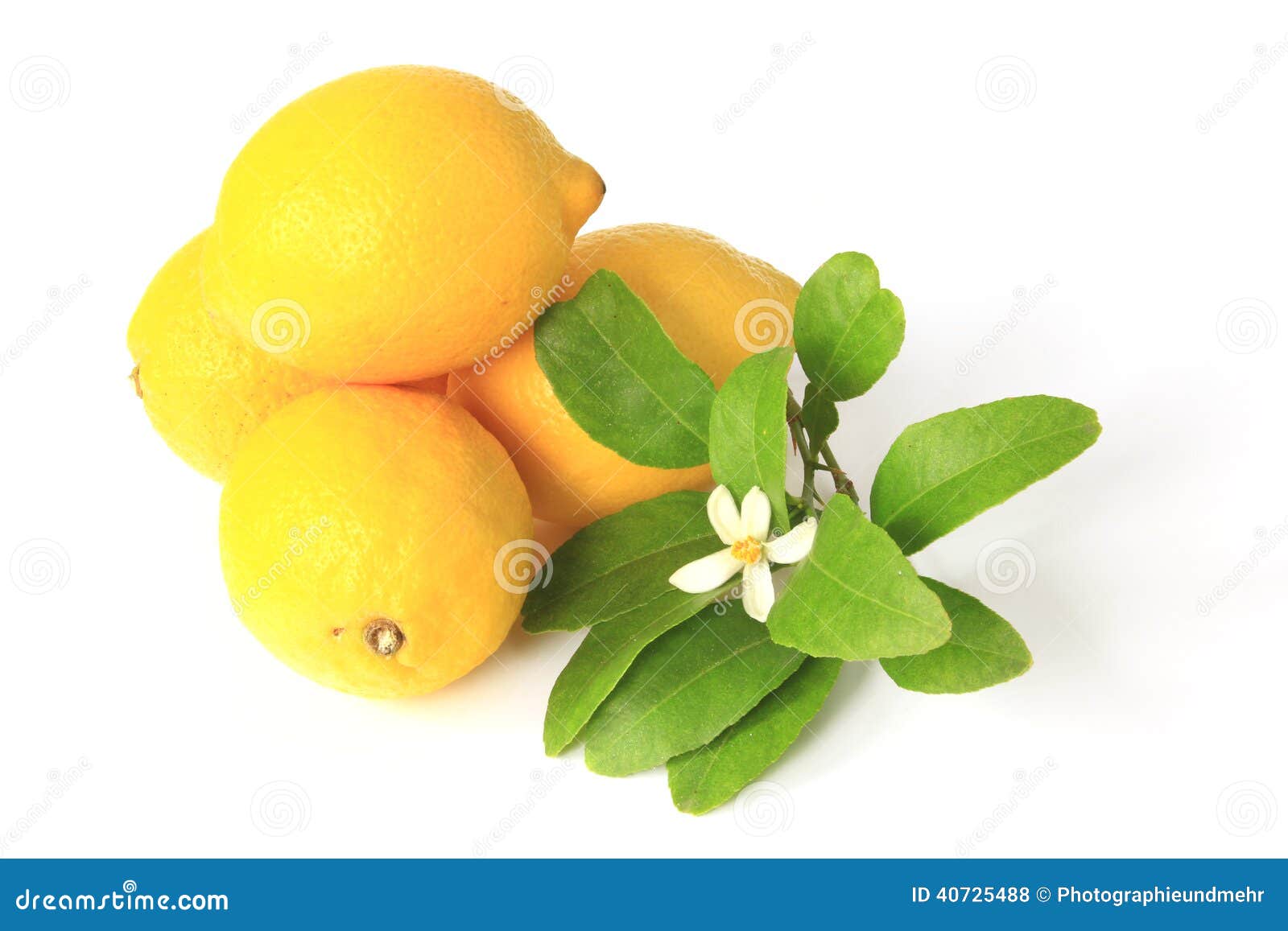 Citroner arkivfoto. Bild av grön, citron, nytt, blad - 40725488