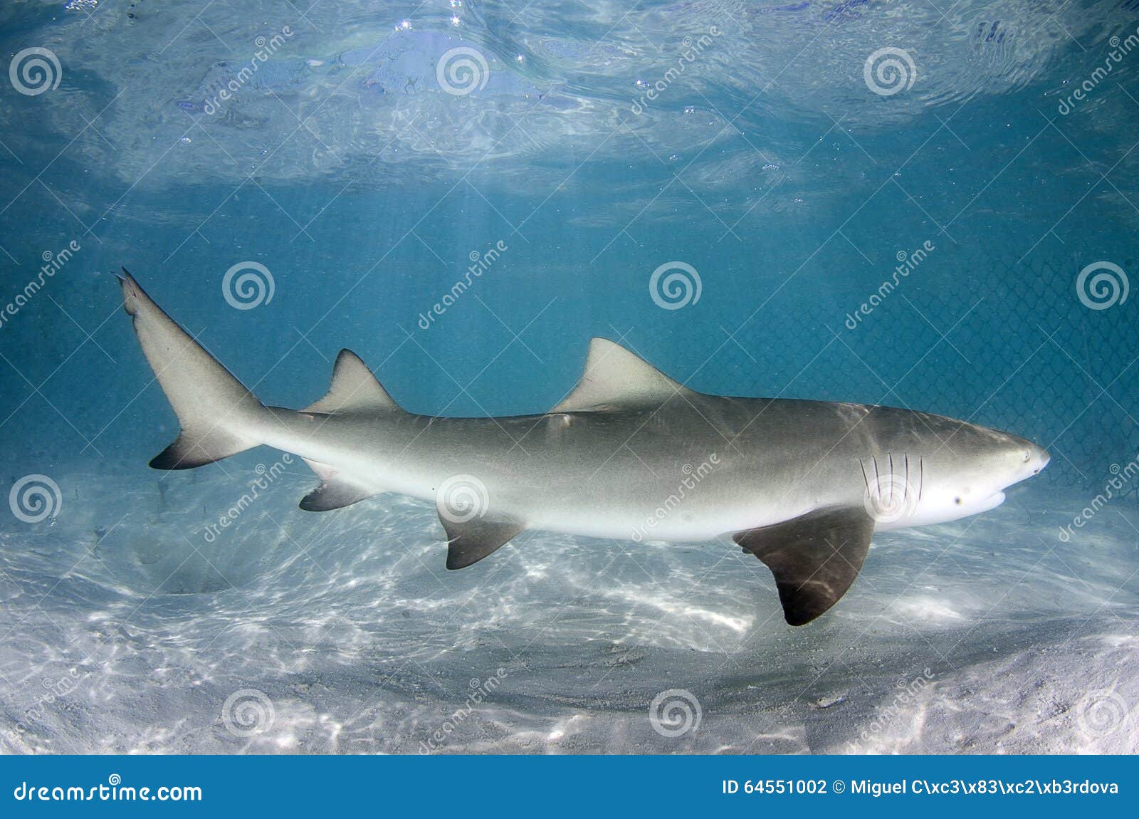 Citronhaj arkivfoto. Bild av citron, fisk, fotografi - 64551002