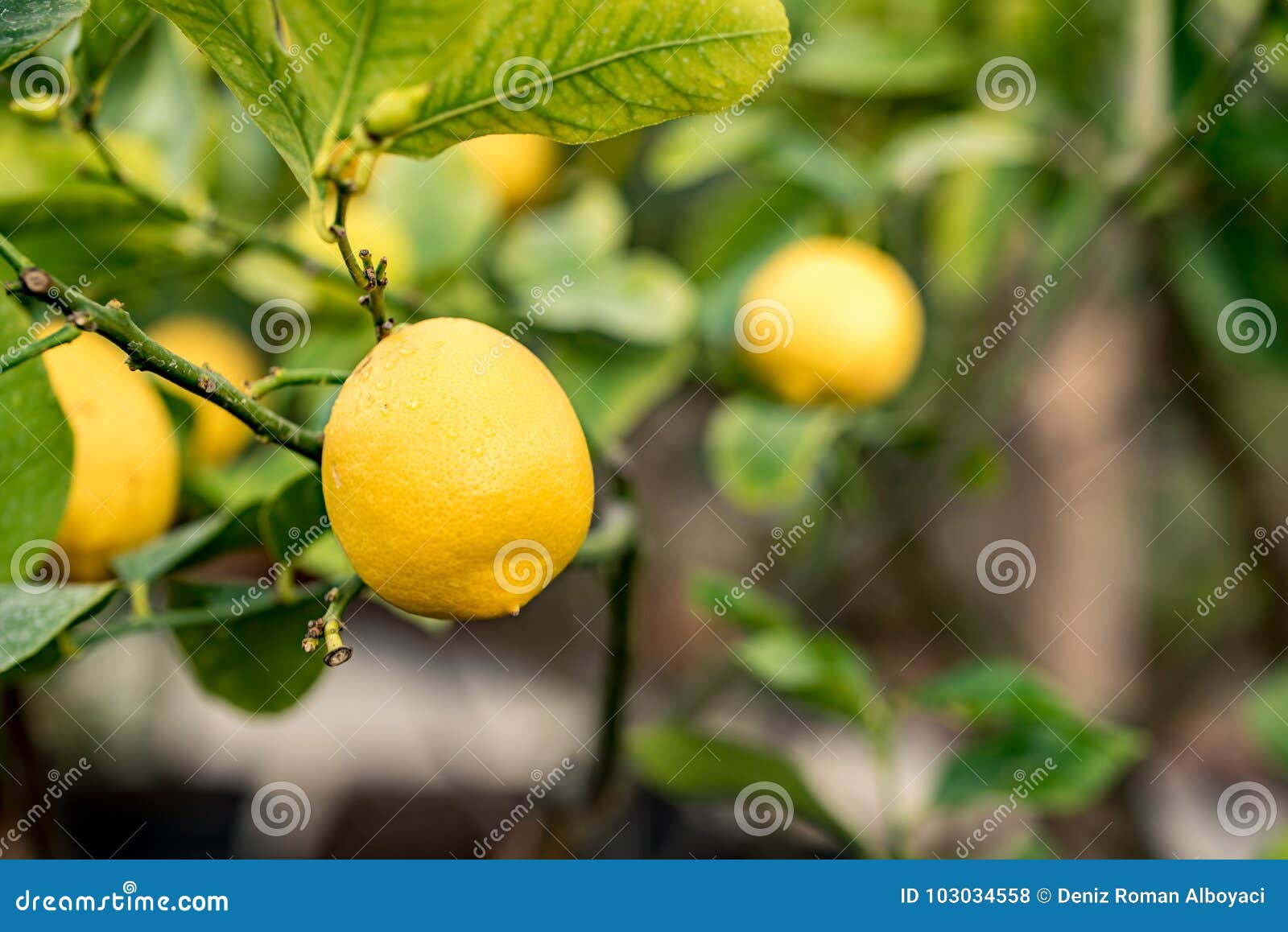 Yellow Citrons with Water Drops Stock Photo - Image of citron, healthy ...