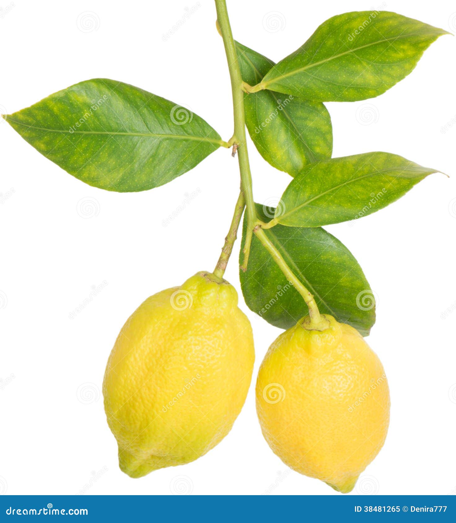 Citrons sur une branche image stock. Image du branchement - 38481265