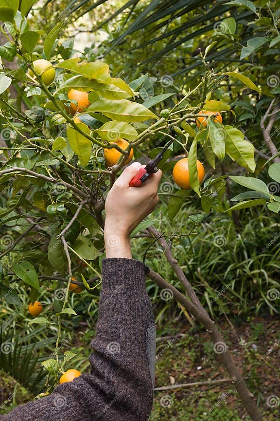 Citrus stock image. Image of harvester, labor, plant, greenhouse - 9351927