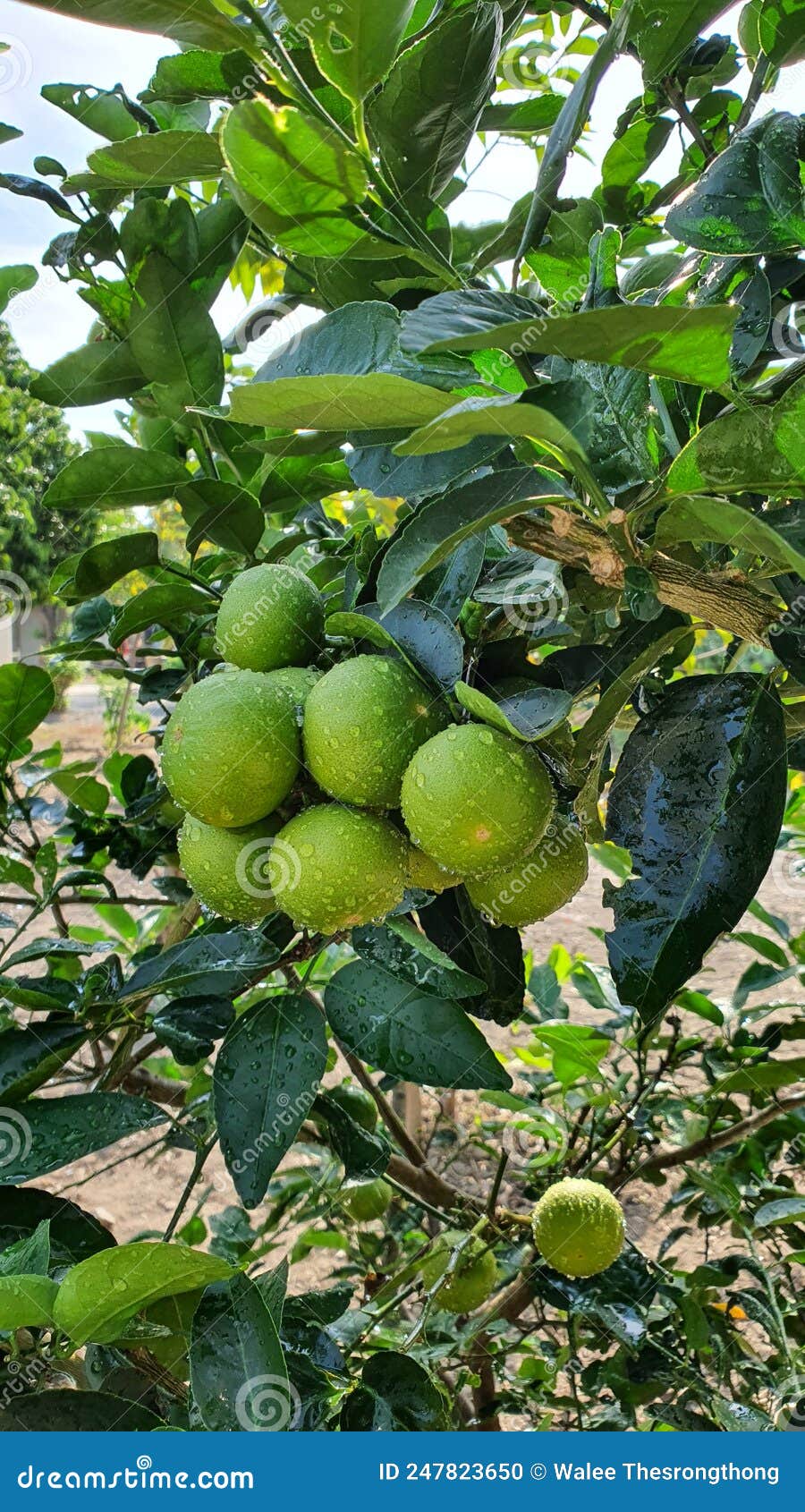 Citrus Aurantifolia Swingle Stock Photo - Image of aurantifolia, citrus ...