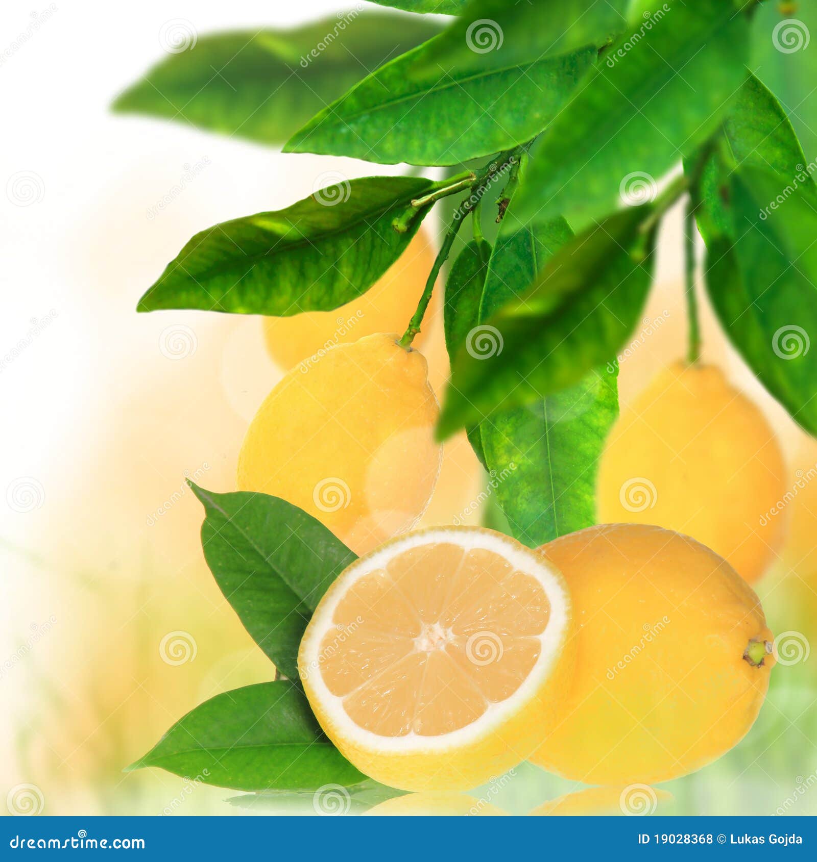 Citrus background stock photo. Image of ingredient, harvesting - 19028368