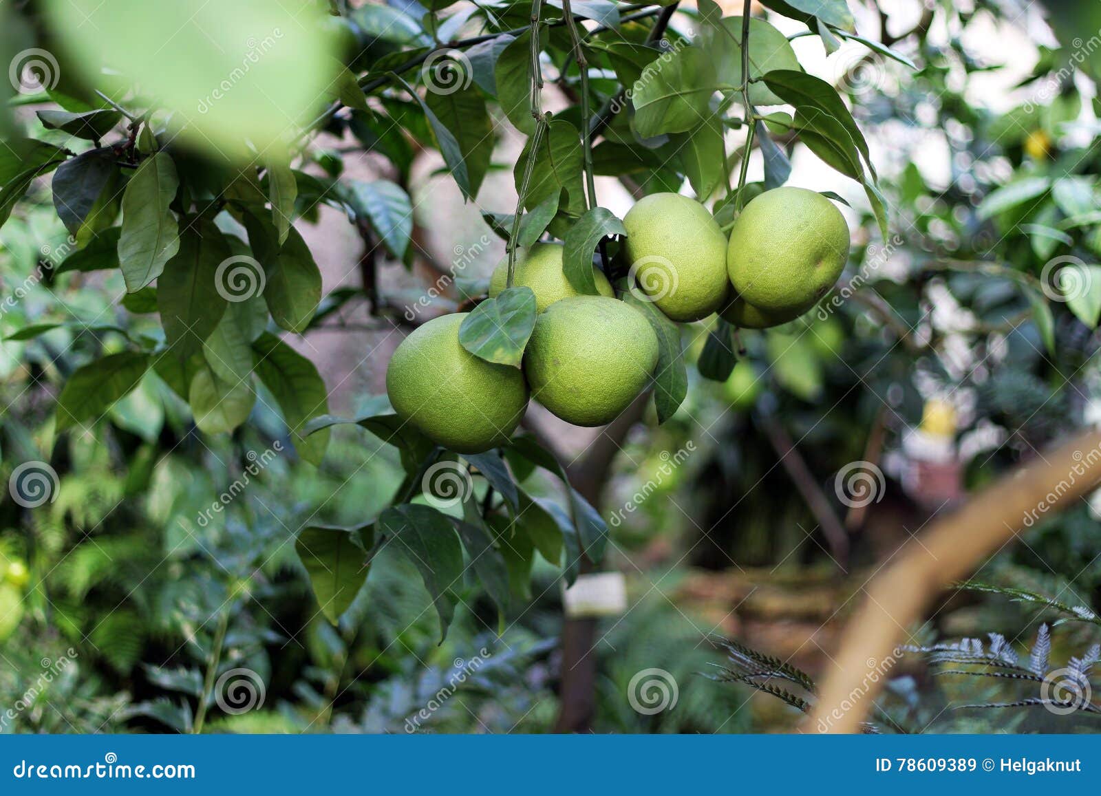 Citrus on branch close up stock image. Image of green - 78609389