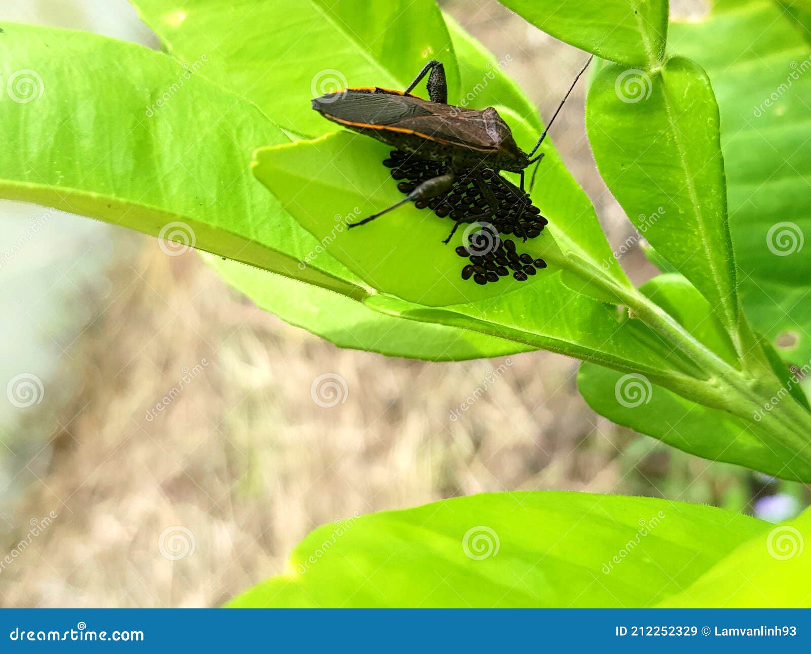 Citrus Bug Insect Injured on Pomelo Leaf. Stock Image - Image of nature ...