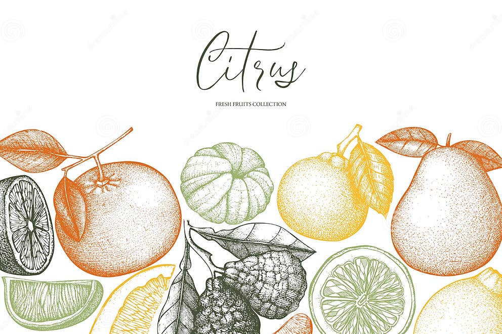 Vintage Template. Ink Hand Drawn Design with Citrus Fruits. Vector ...