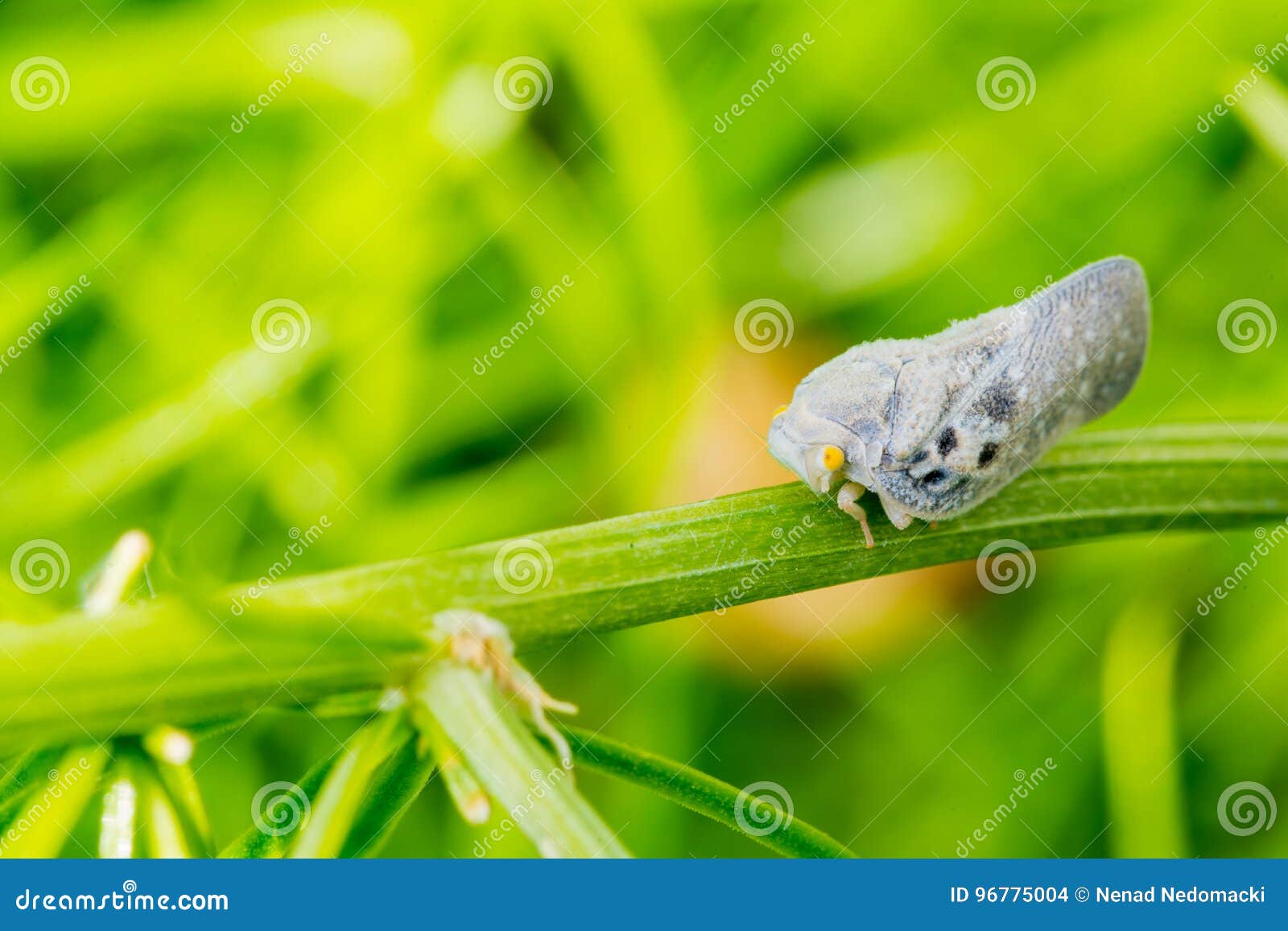 Citrus Flatid Planthopper - Metcalfa Pruinosa Stock Photo - Image of ...