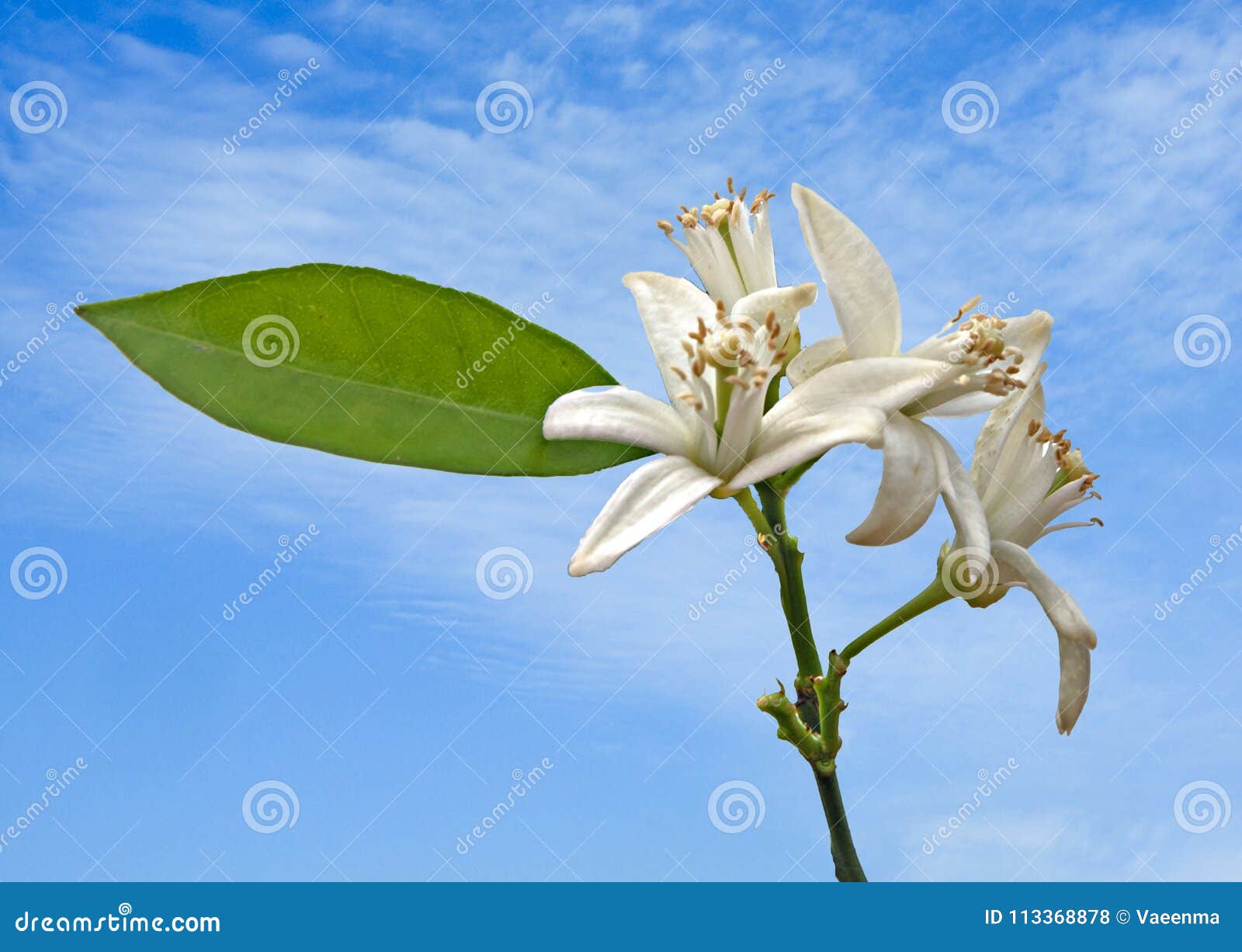 Citrus flowers stock photo. Image of beautiful, closeup - 113368878