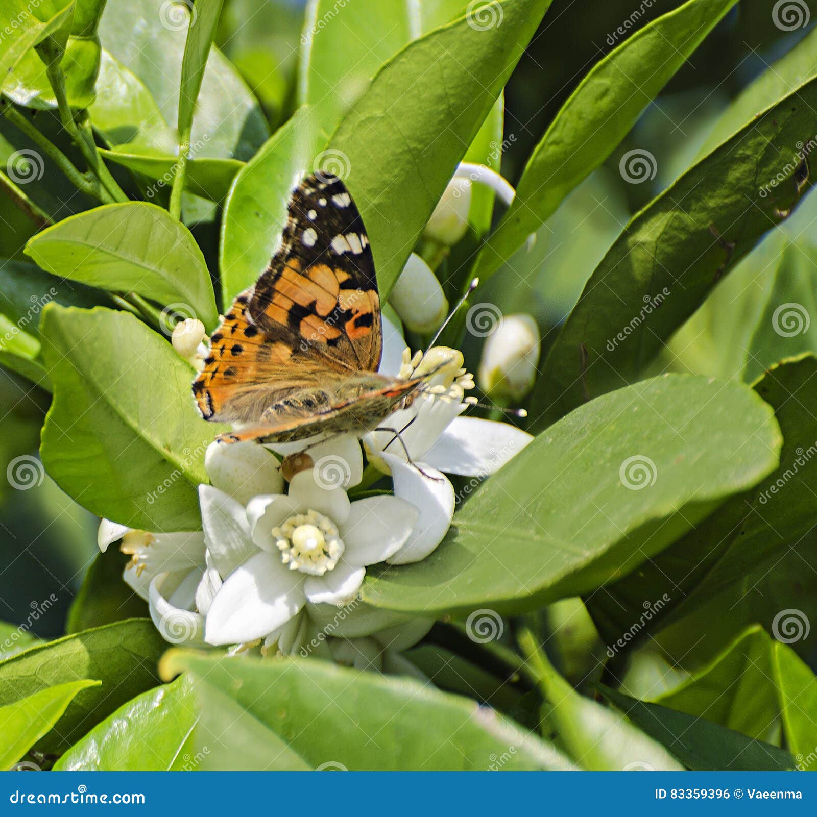 Citrus flowers stock photo. Image of closeup, citrus - 83359396