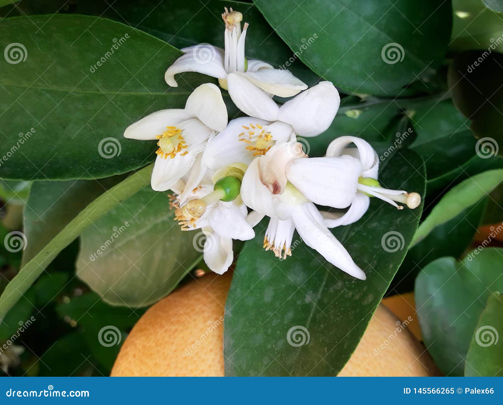 Citrus flowers on the tree stock image. Image of mandarin - 145566265