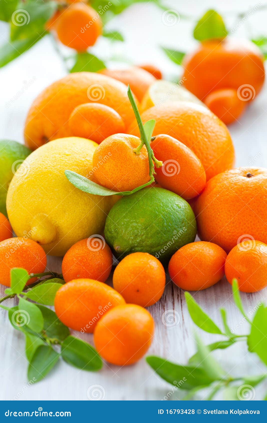 Citrus fresh fruits stock photo. Image of mixed, leaf - 16793428