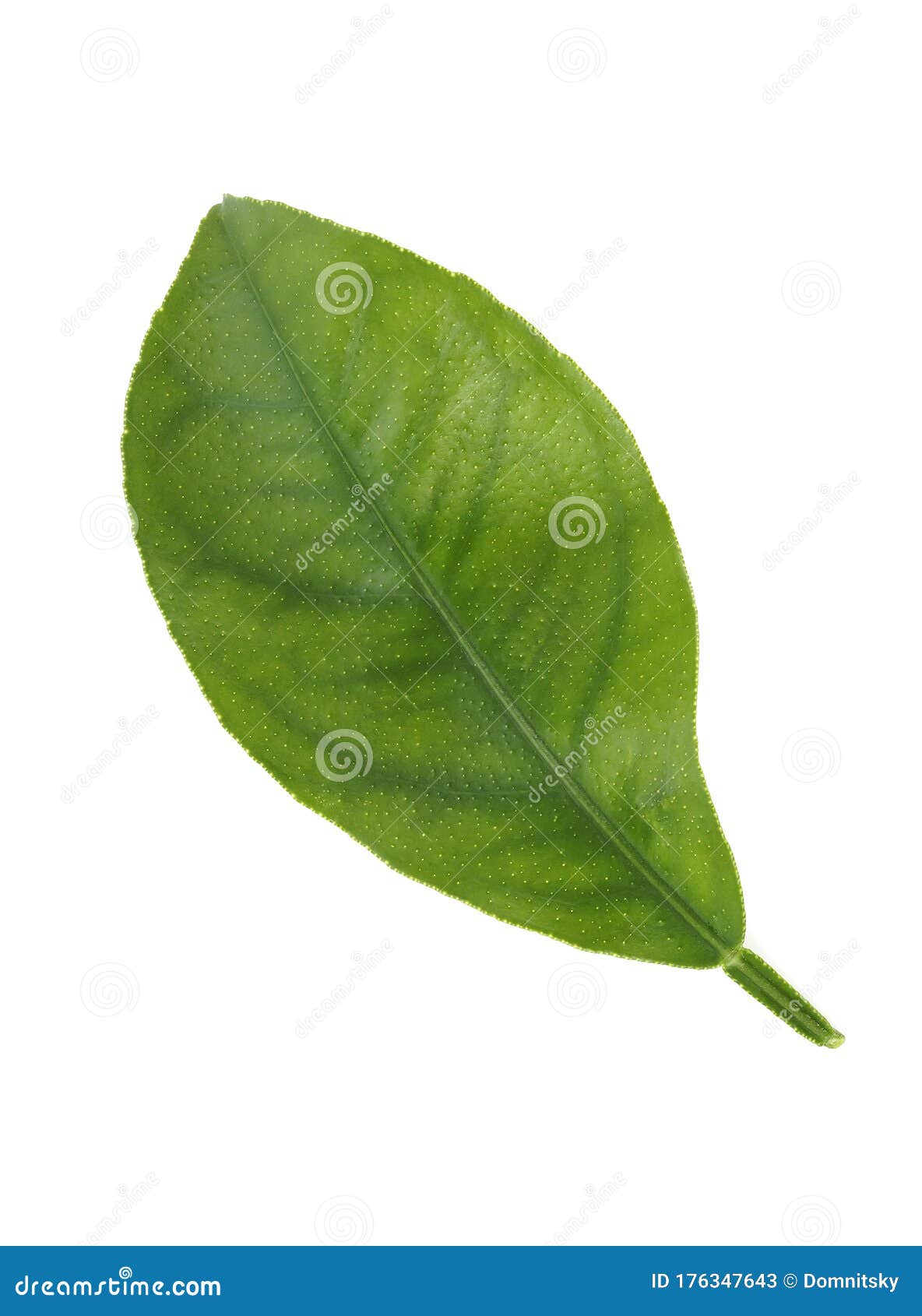 Citrus Fruit Leaf Isolated on White Background Stock Image - Image of ...