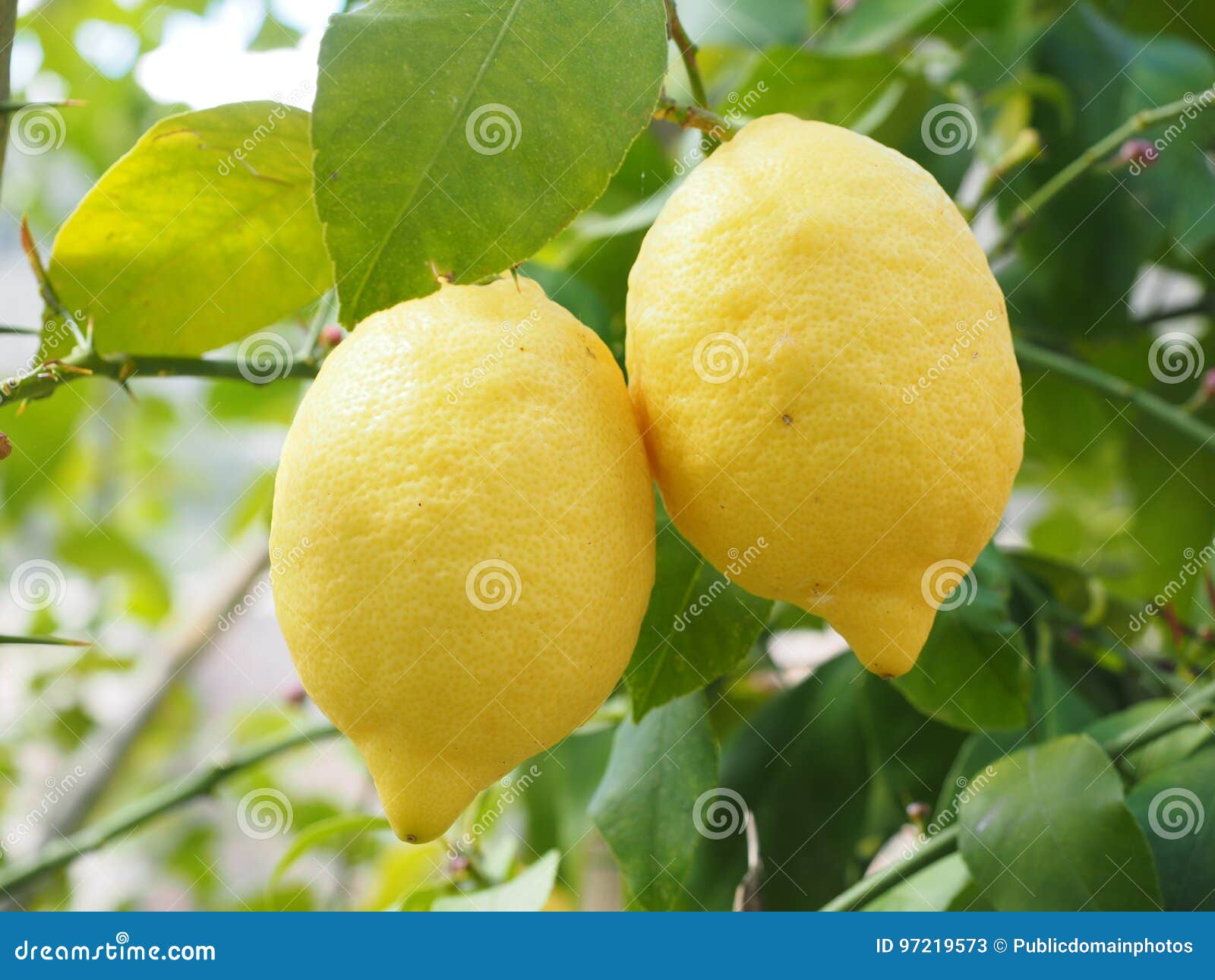 Citrus, Fruit, Lemon, Citron Picture. Image: 97219573