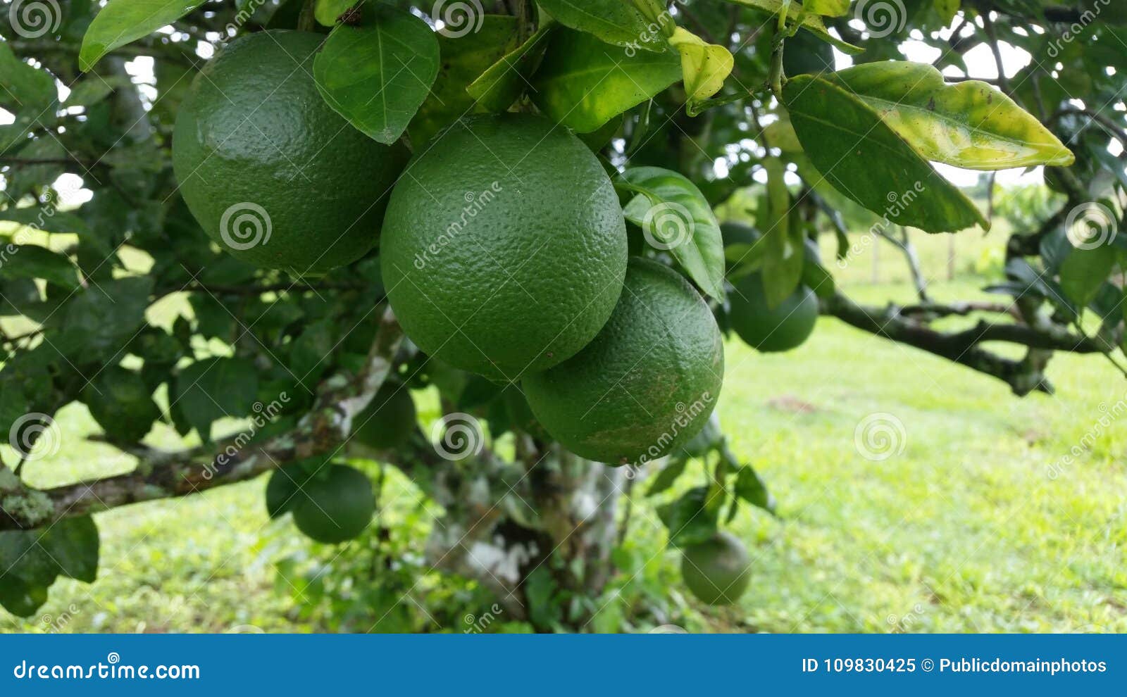 Citrus, Fruit, Produce, Fruit Tree Picture. Image: 109830425