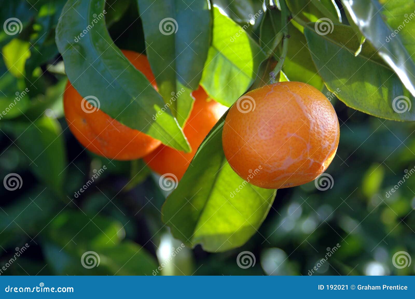 Citrus Fruit on the tree stock image. Image of pick, stem - 192021