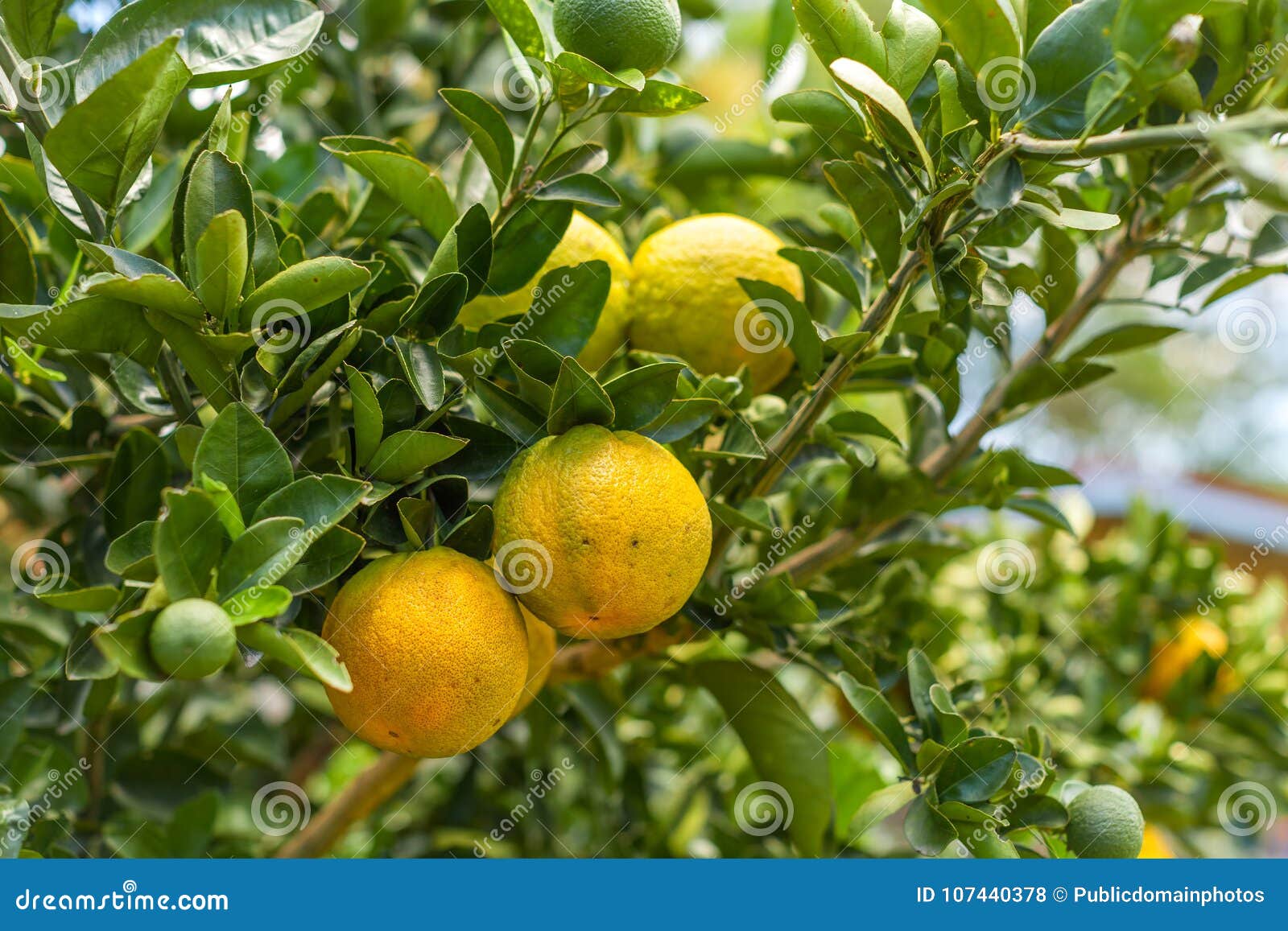 Citrus, Fruit, Fruit Tree, Bitter Orange Picture. Image: 107440378