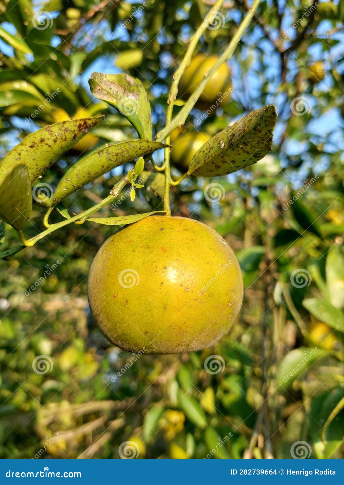 Citrus Fruits Ripening on the Tree Stock Photo - Image of beautiful ...