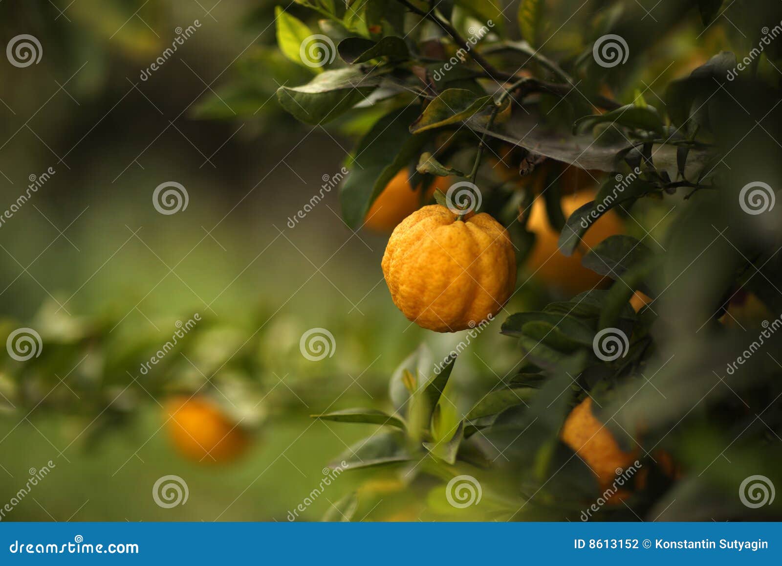 Citrus fruits on tree stock photo. Image of fruits, citrus - 8613152