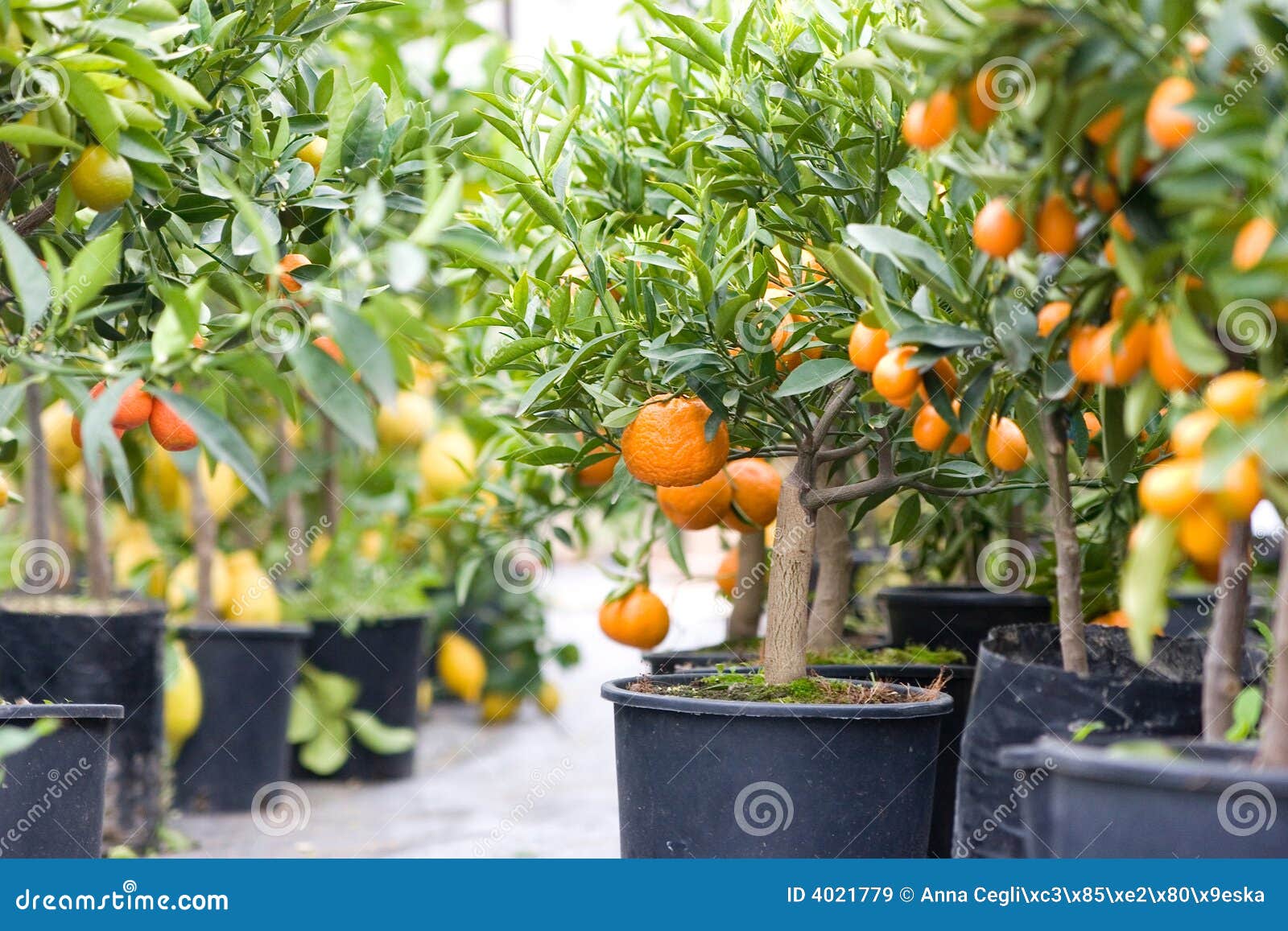 Citrus Garden Full of Small Trees Stock Image - Image of freshness ...