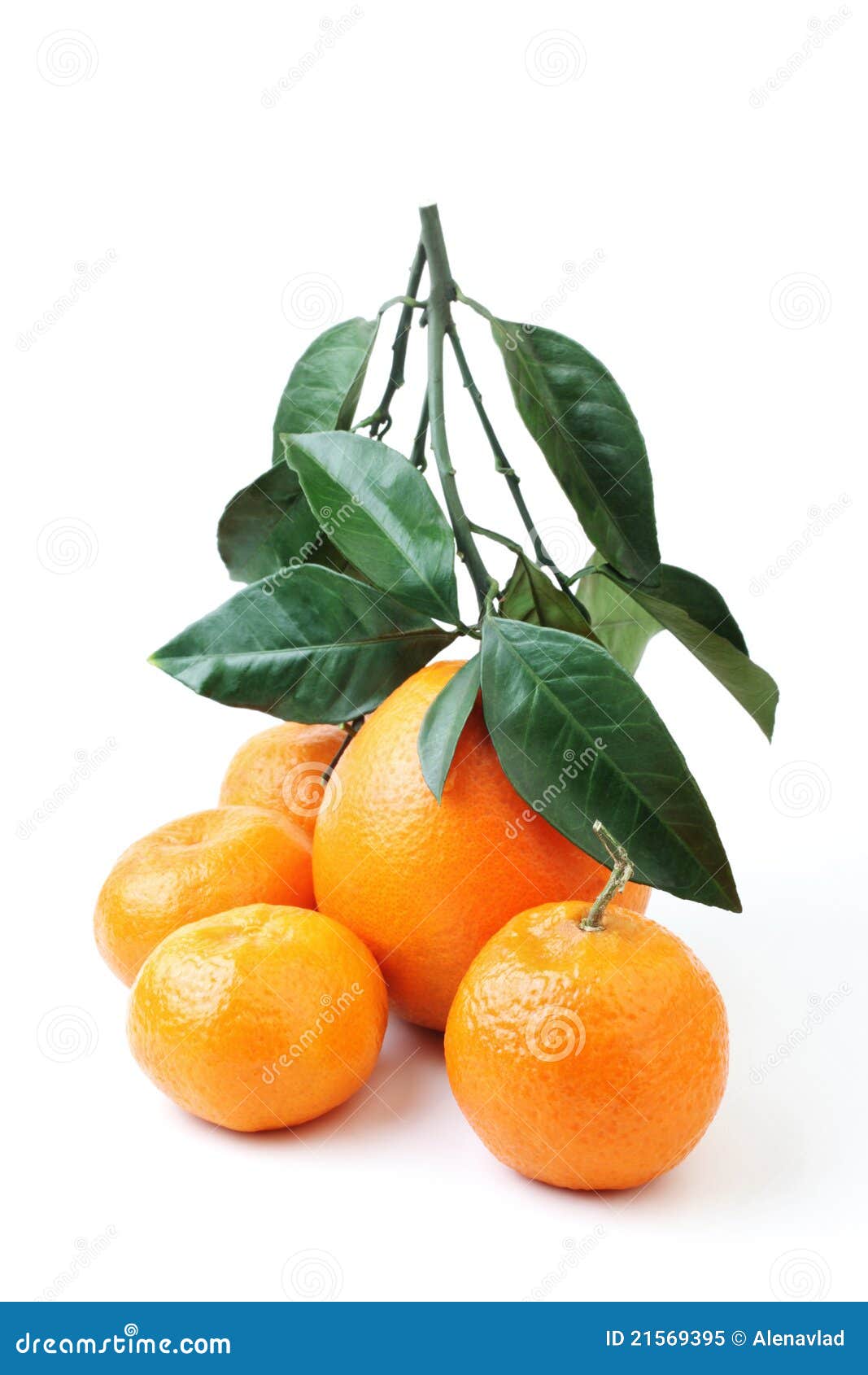 Citrus Group Orange and Tangerine Stock Image - Image of food ...