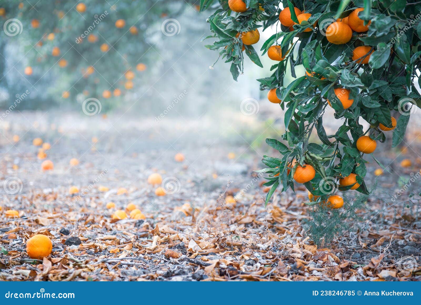 Citrus Grove with Ripe Fruits on Tree Branches and on the Ground Stock ...