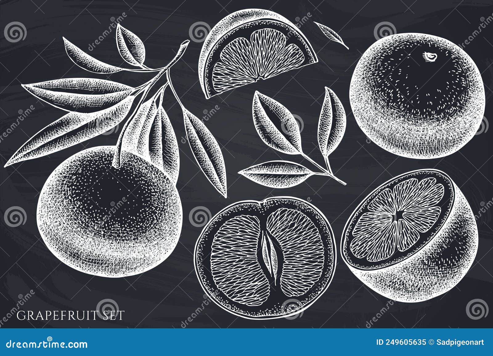 Citrus Hand Drawn Vector Illustrations Collection. Chalk Grapefruit ...