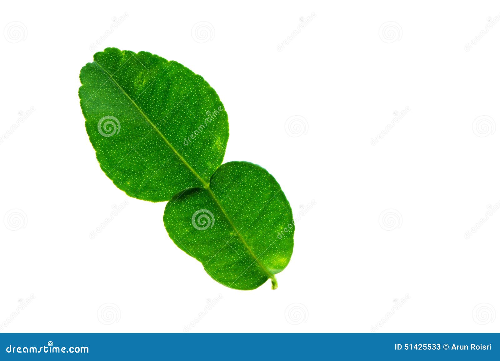 (Citrus Hystrix DC.),Plant, Leaf Form and Texture Stock Image - Image ...