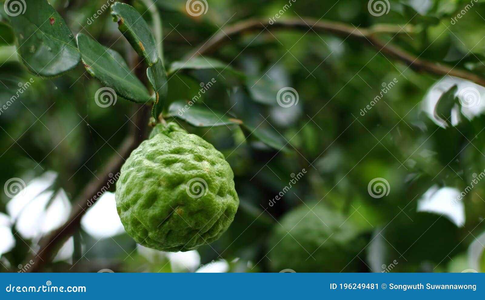 Citrus Hystrix, Called The Kaffir Lime, Makrut Lime And In Bahasa ...